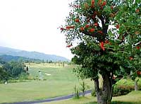 くが耳鼻咽喉科（週刊談話室 2002年7月1日号）