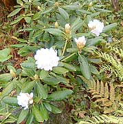 くが耳鼻咽喉科（週刊談話室 2003年4月21日号）