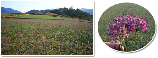 くが耳鼻咽喉科（週刊談話室 2006年11月5日号）